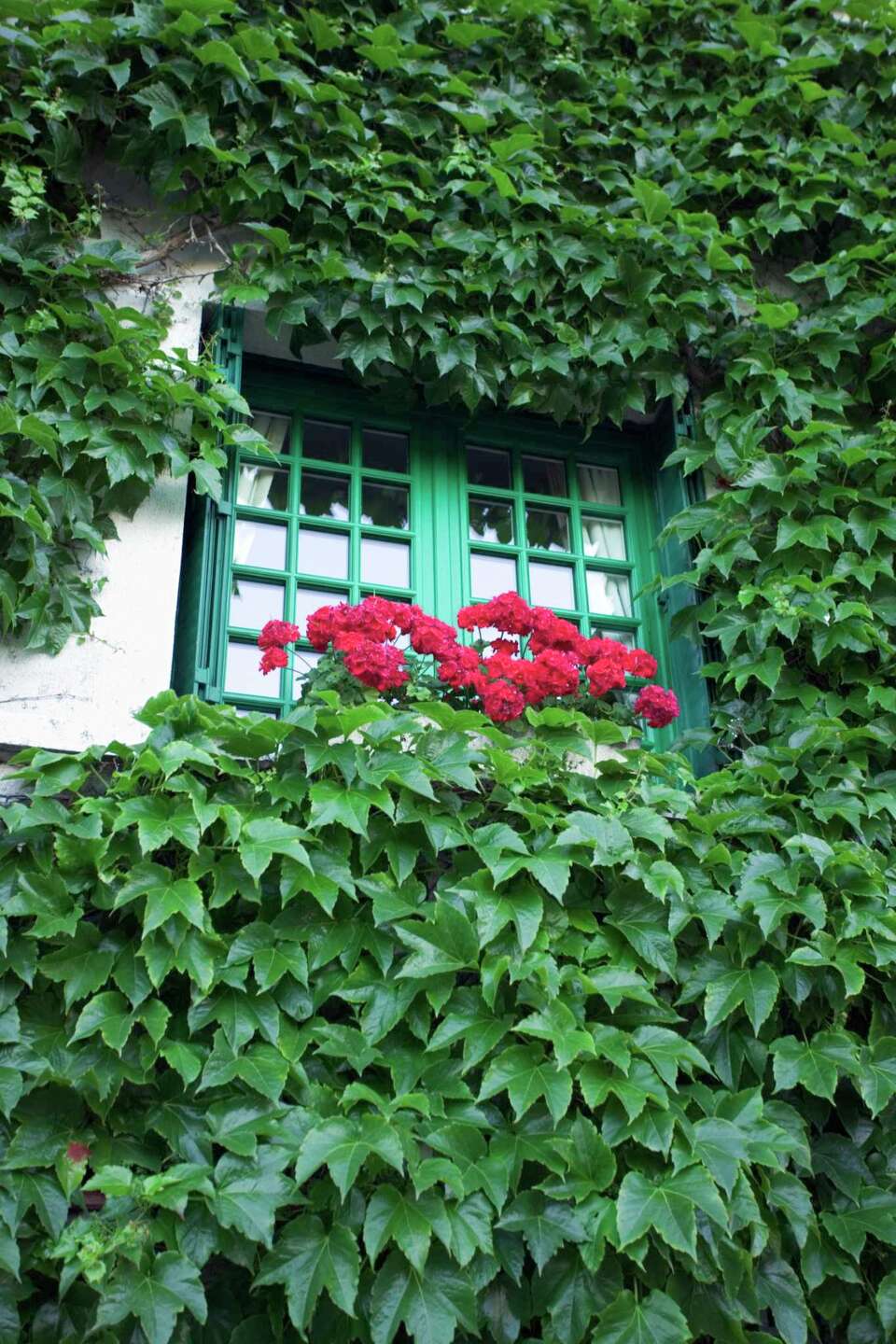 How to Plant Ivy Seeds