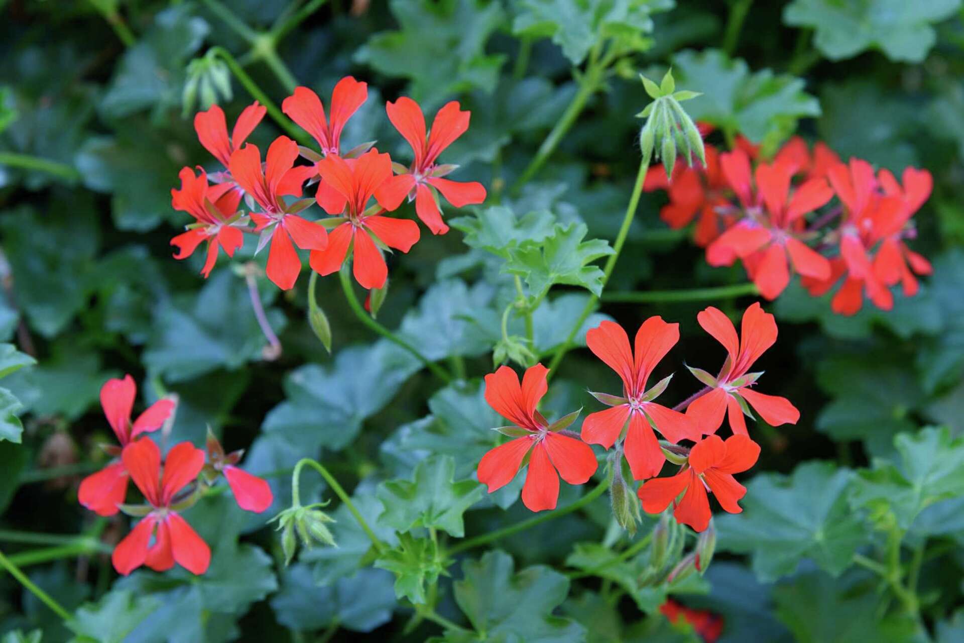 Damage to Geraniums From Over-Watering