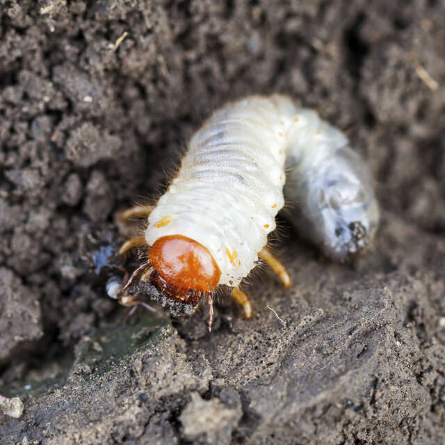 Damage From the Scarab Beetle Grub in a Vegetable Garden