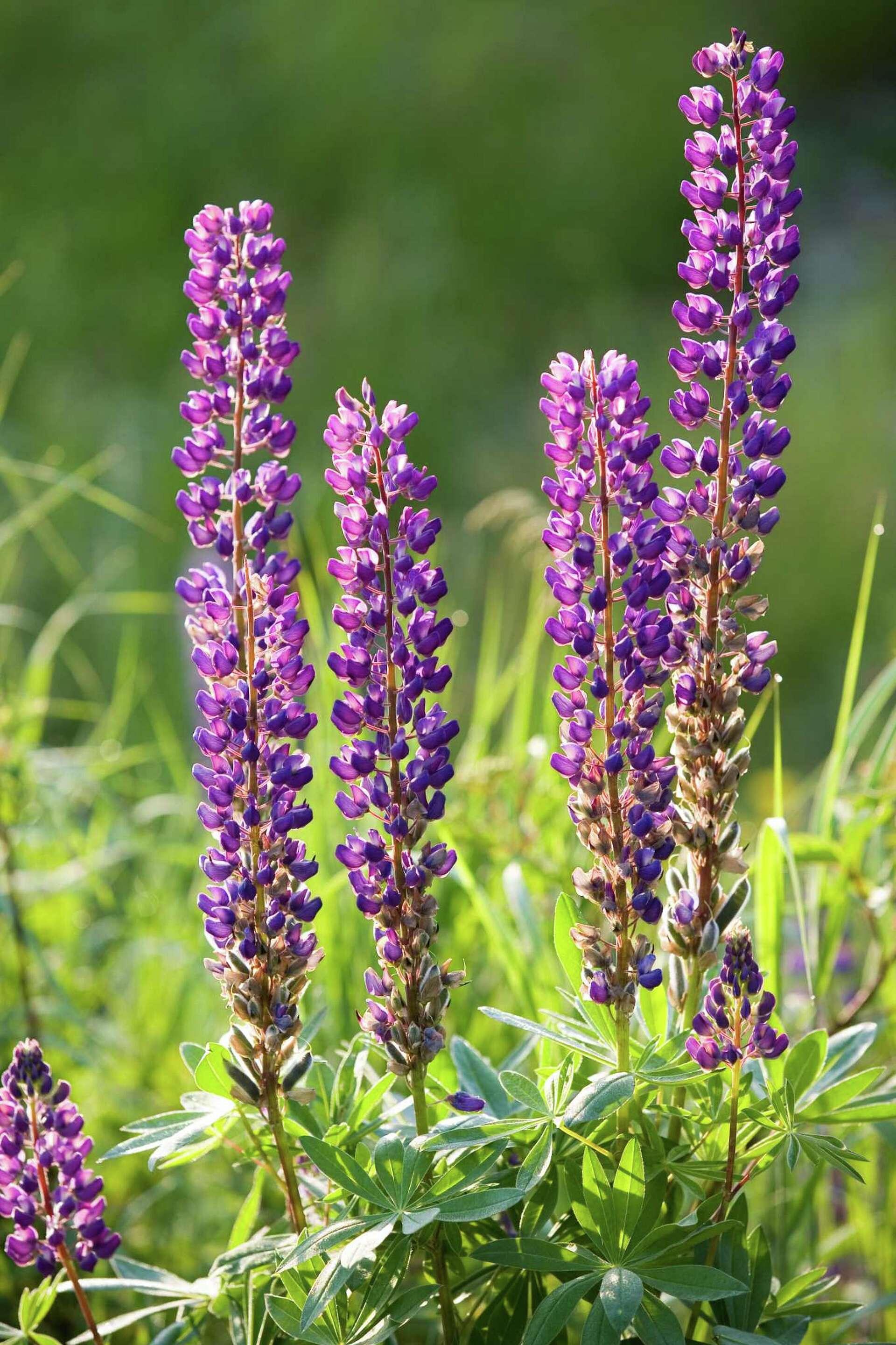 Lupine Troubleshooting