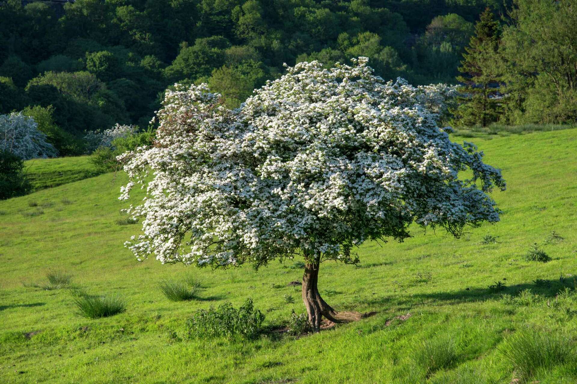 How Dangerous Are the Thorns on a Hawthorn Tree?
