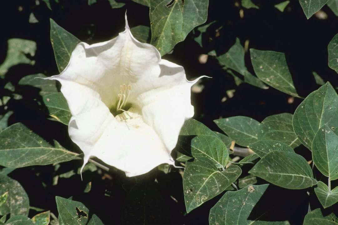 How to Plant & Care For Datura Seed Pods