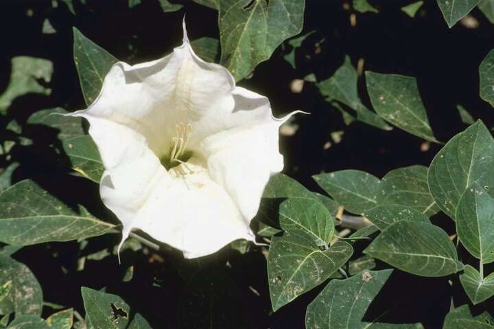 How to Plant & Care For Datura Seed Pods