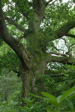 Armillaria Rot on Oak Trees