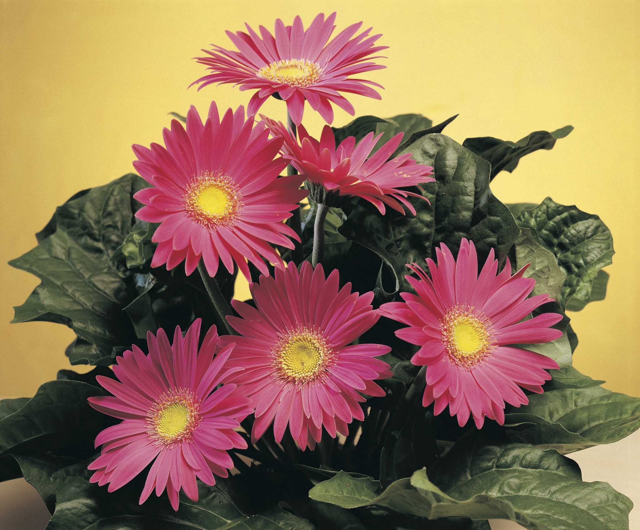 Dangers of Pyrethrum