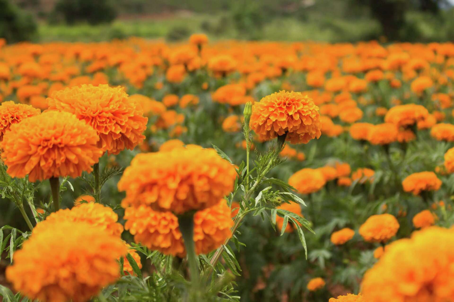 How to Deadhead Marigolds