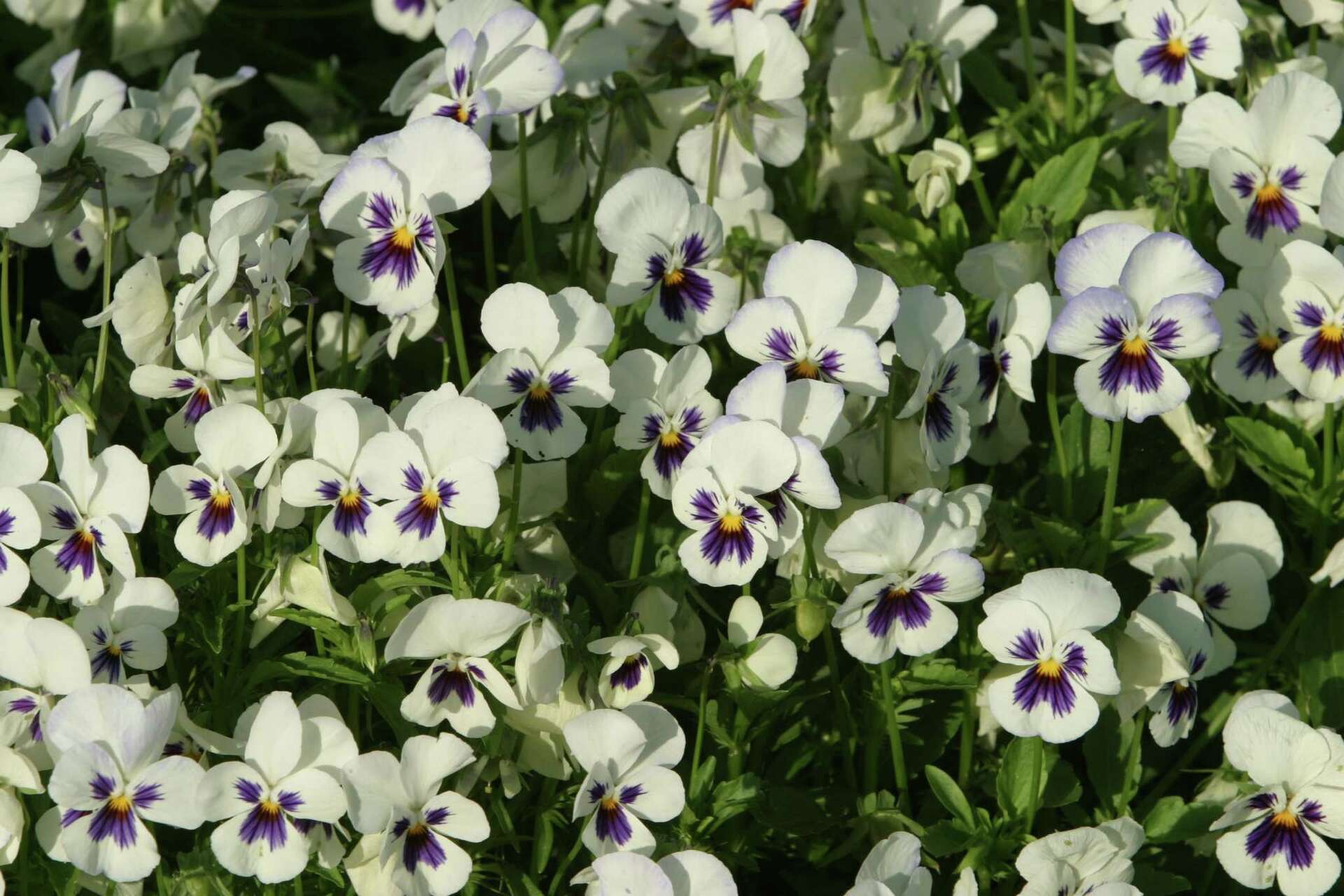 Varieties of Pansies