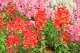 How to Deadhead Snapdragons