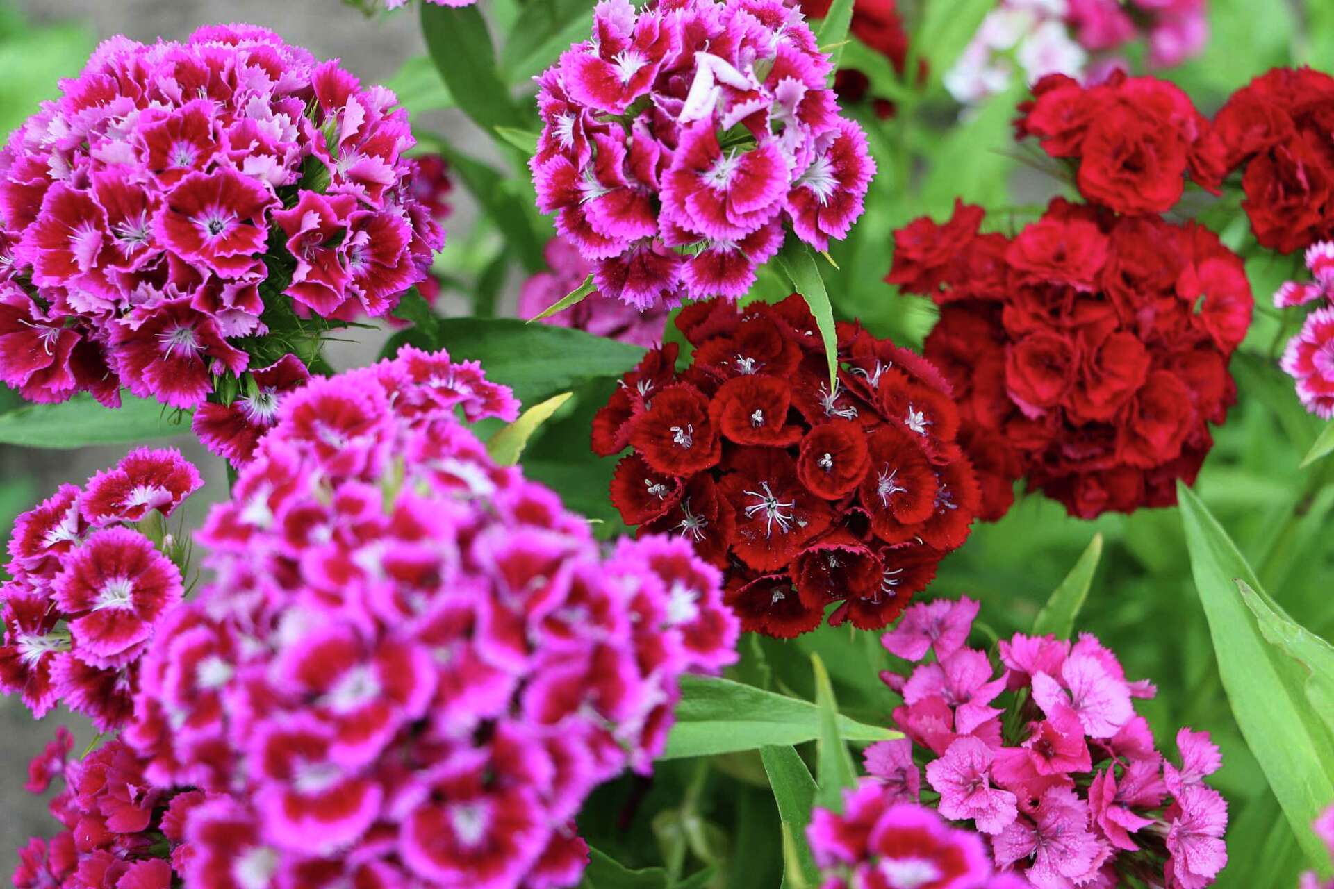 How to Deadhead Sweet William