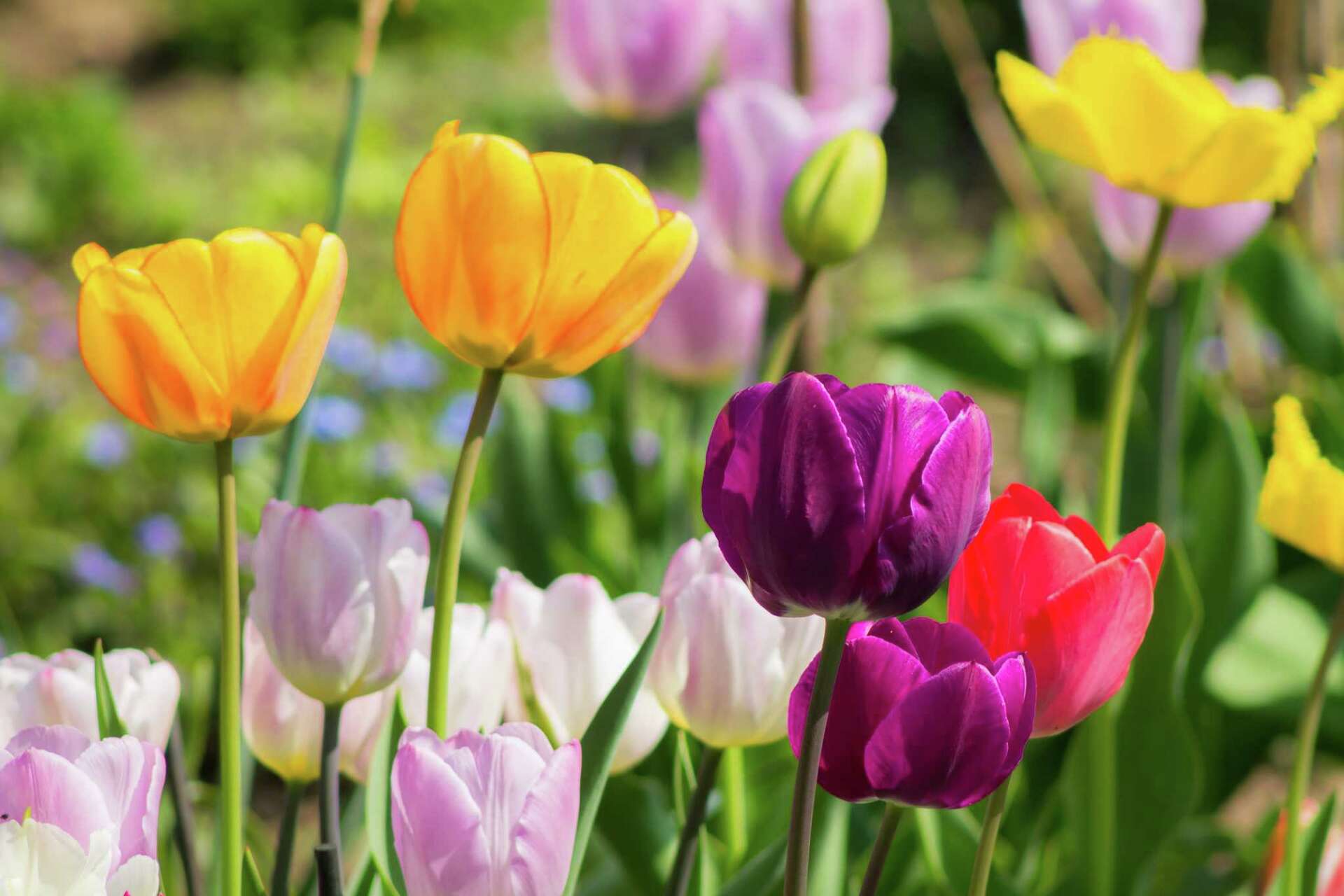 How to Plant Tulips Outside After They Bloom in Pots