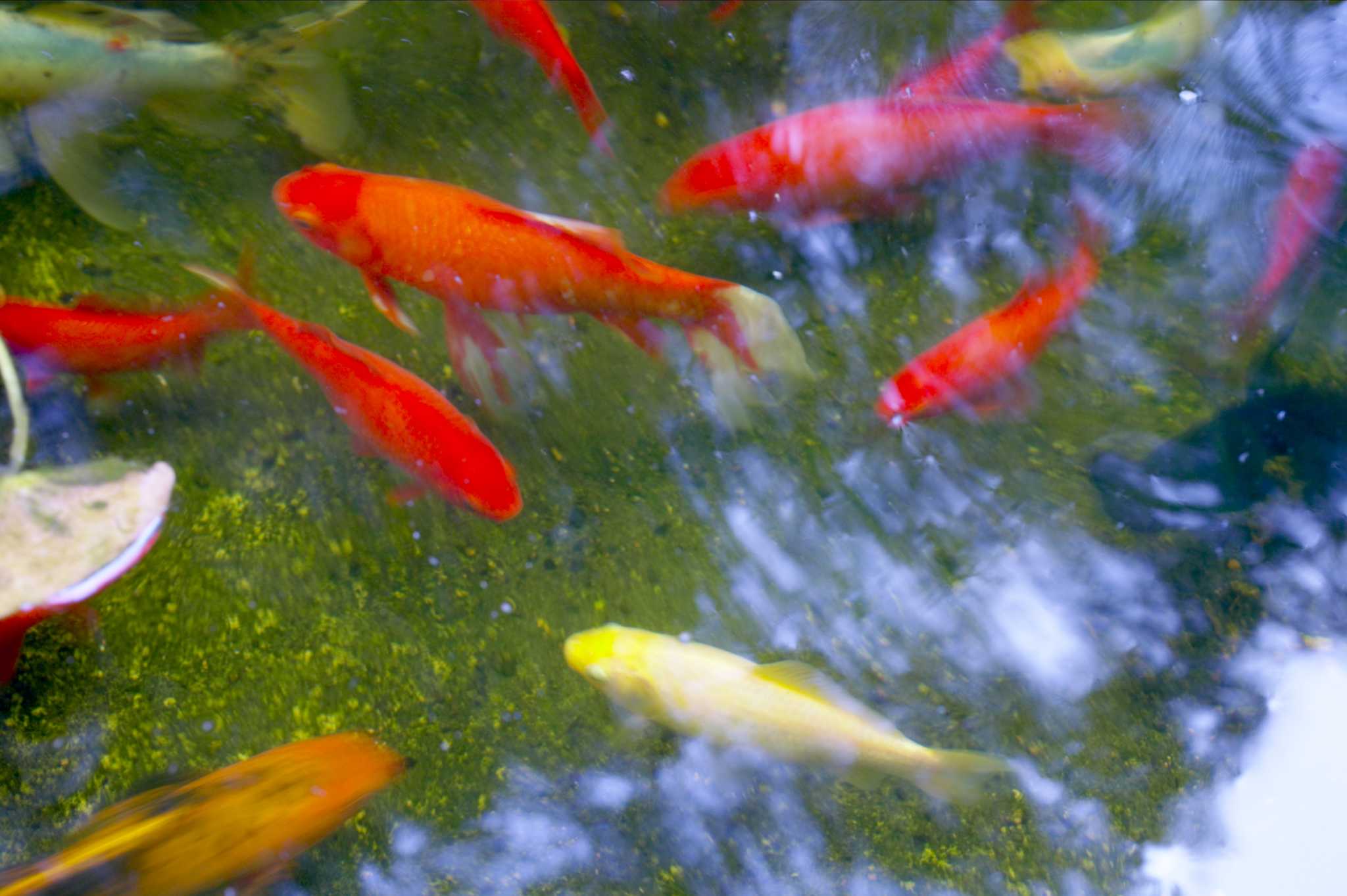 Butterfly Koi Ponds
