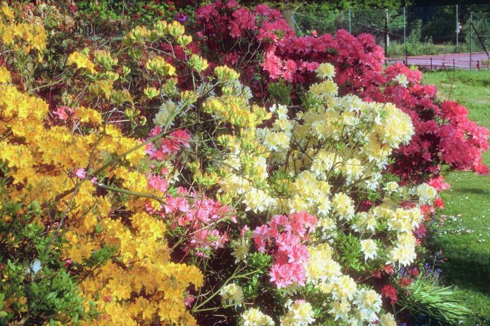 The Varieties of White Evergreen Azaleas