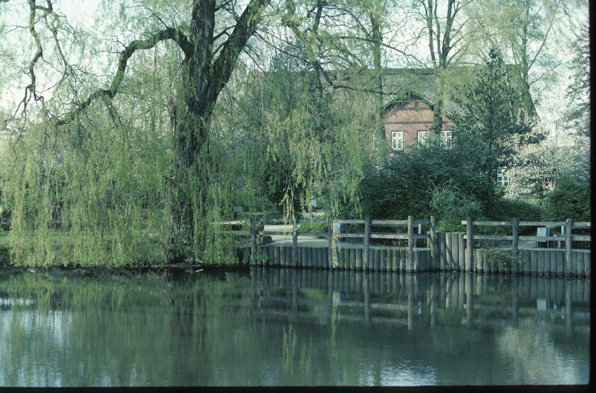 Small Willow Tree Types