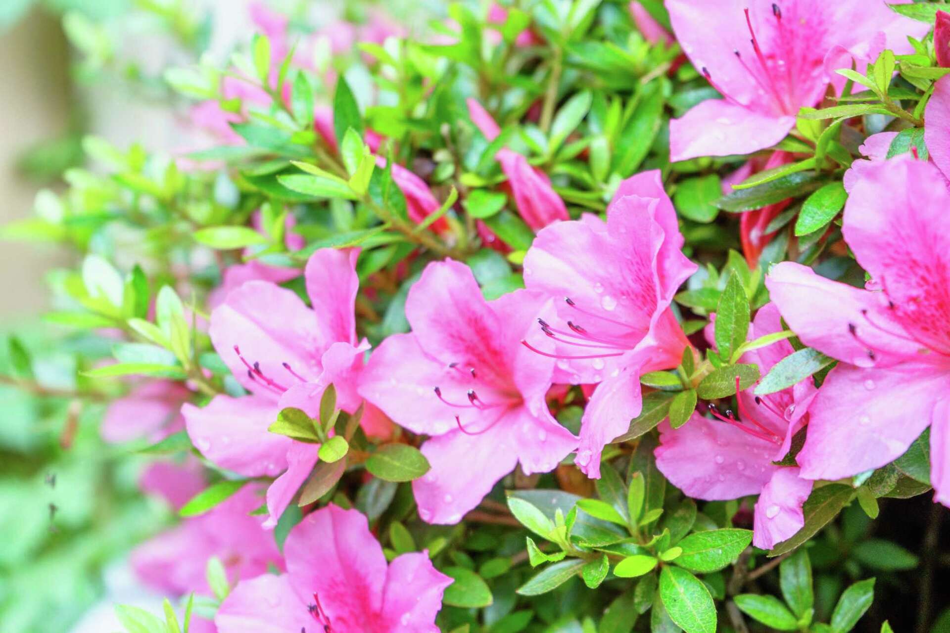 How to Start an Azalea Plant From a Cutting