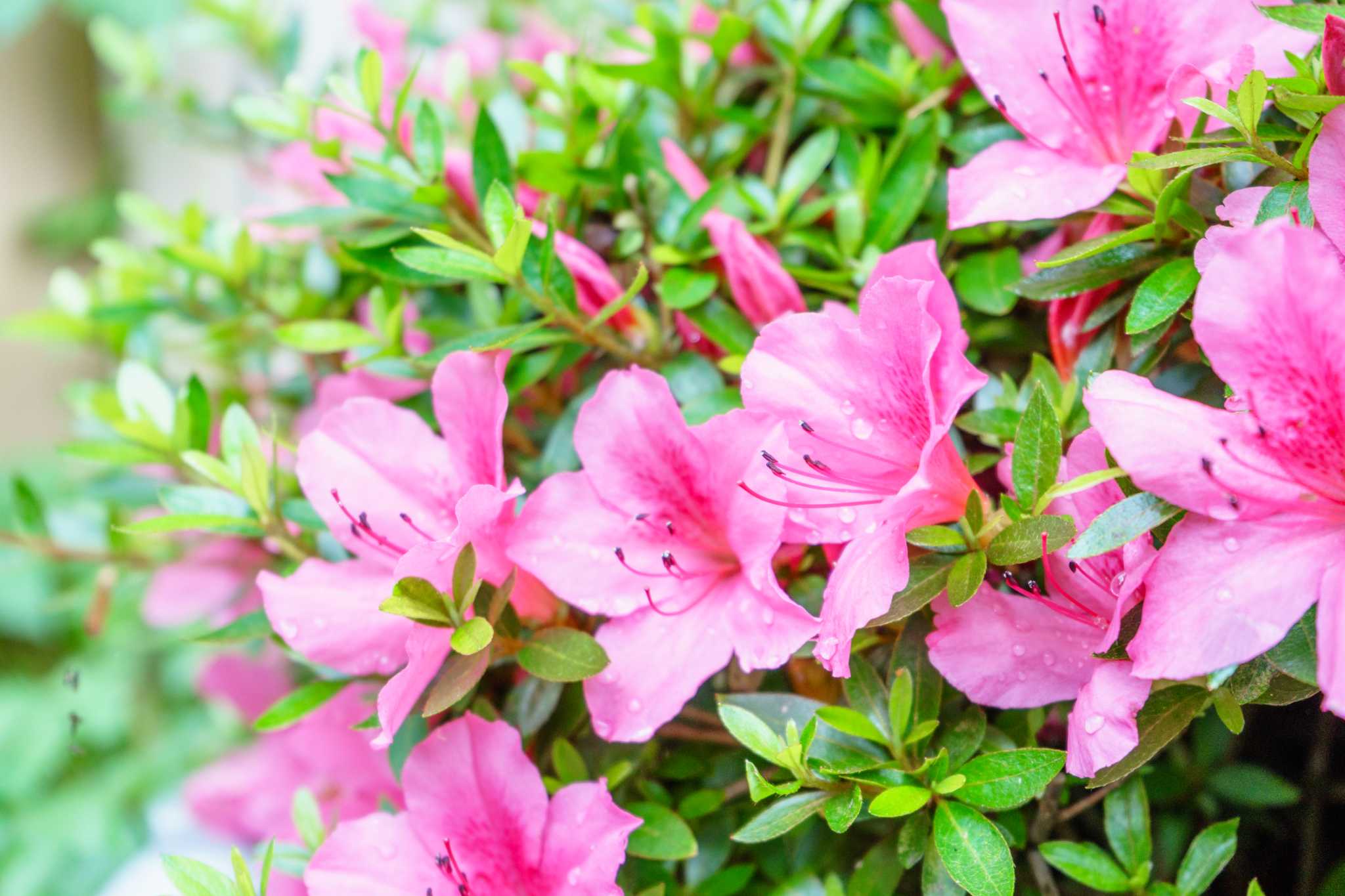 How to Start an Azalea Plant From a Cutting