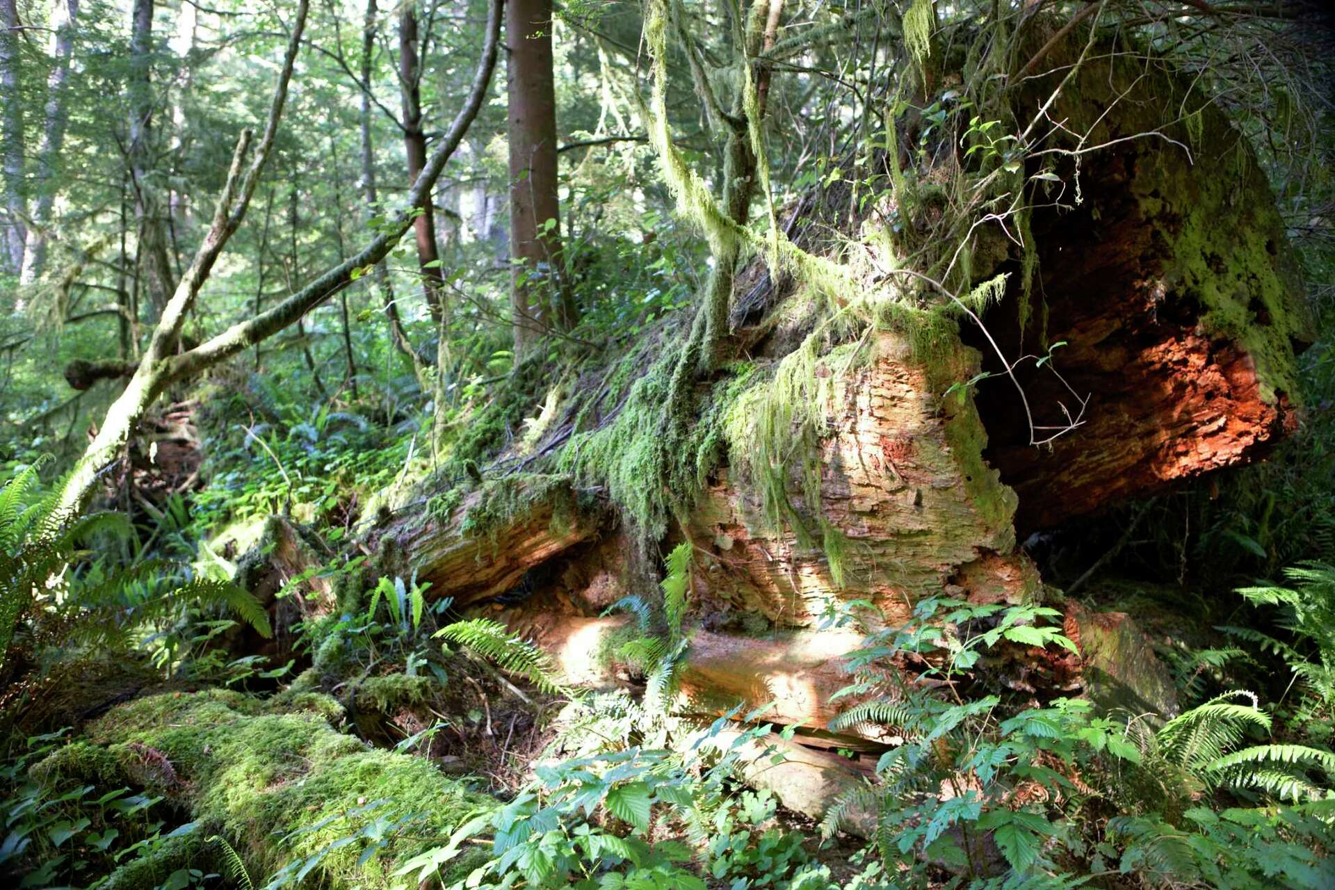 How to Decompose Fallen Trees