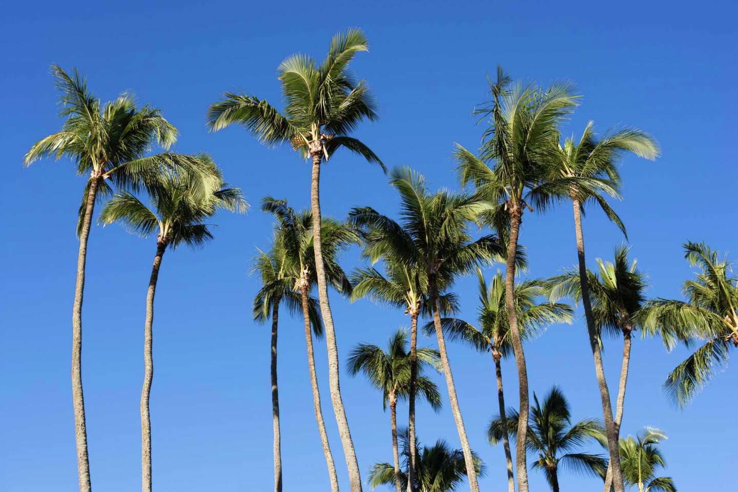 Drip System for Palm Trees