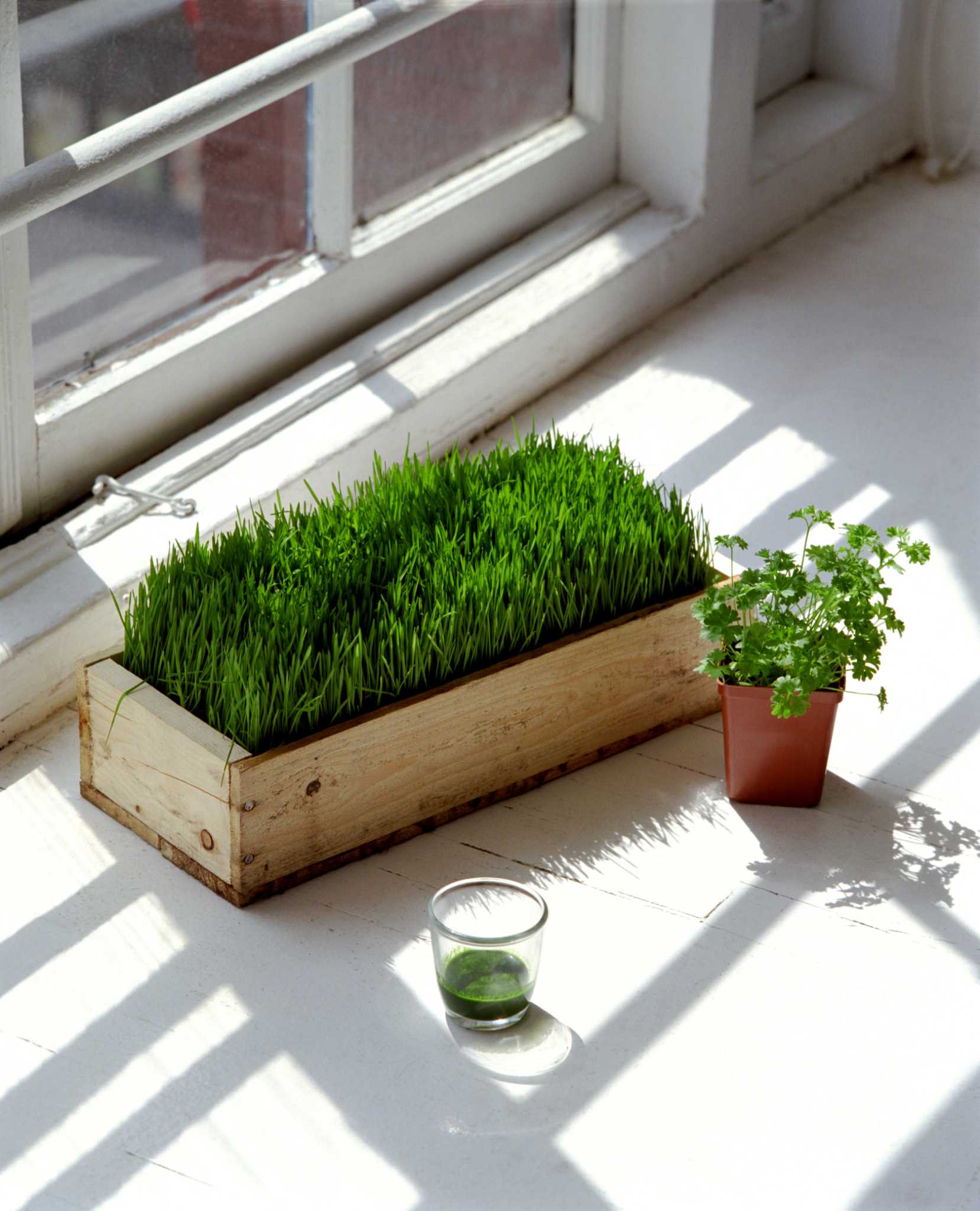 How to Grow Edible Wheatgrass in a Yard
