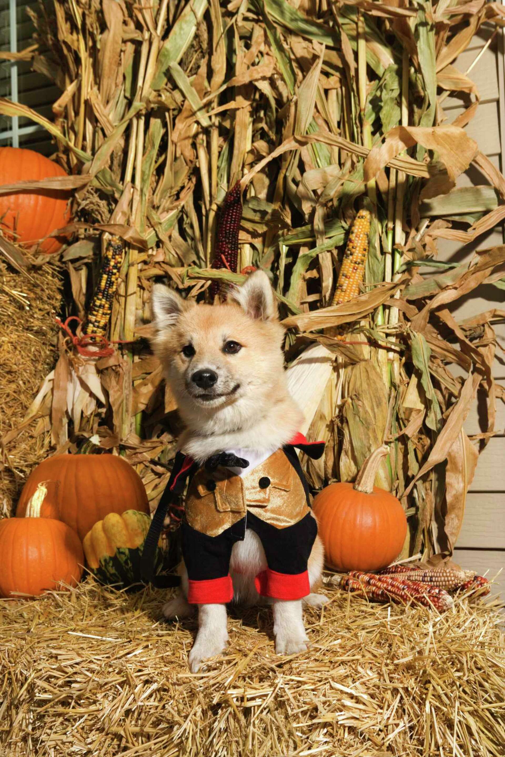 Are Decorative Gourds Poisonous to Dogs?