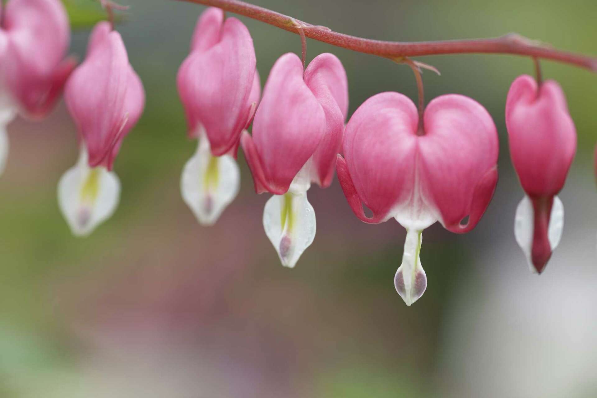 How Much Sun Will Bleeding Hearts Take?