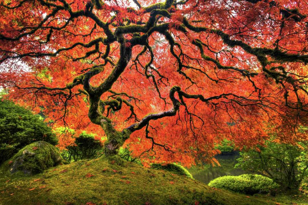 How to Propagate Japanese Maple Trees From Cuttings