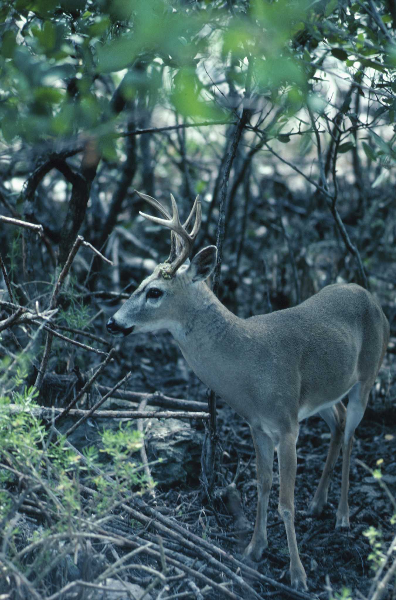 How a Deer Antler Rub Can Damage a Fruit Tree