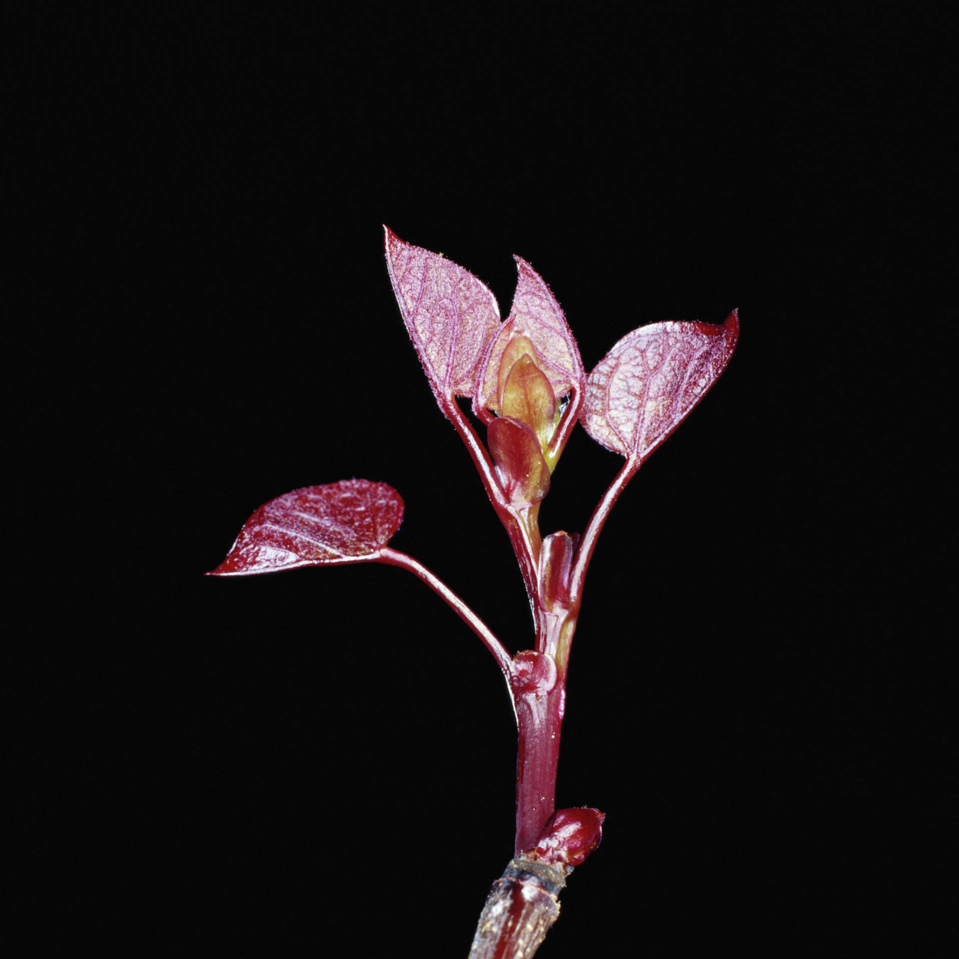 What Kind of Tree Has Red Leaves in the Spring?
