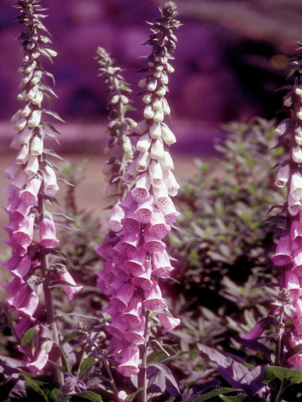 The Varieties of Foxglove