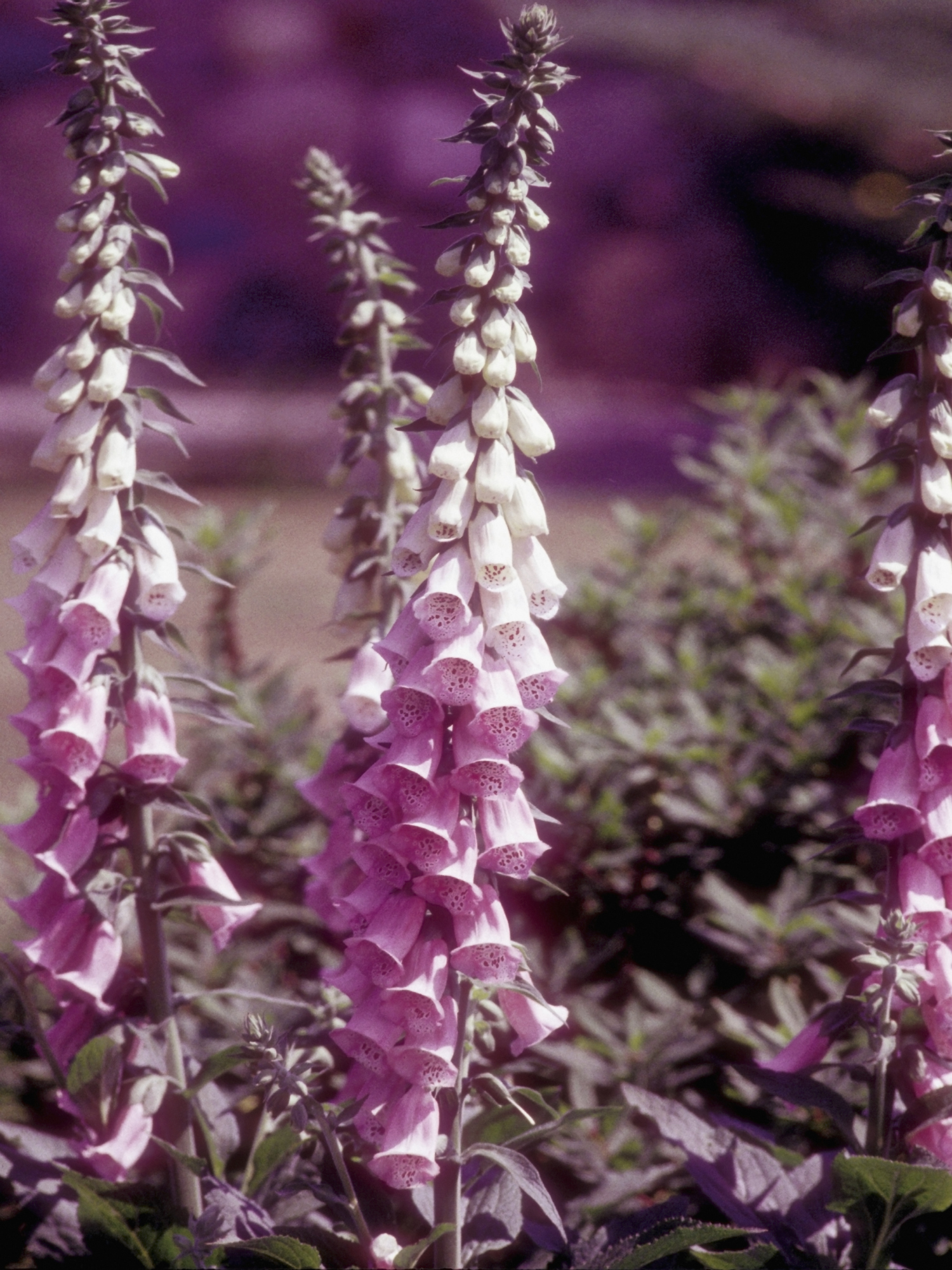 The Varieties of Foxglove