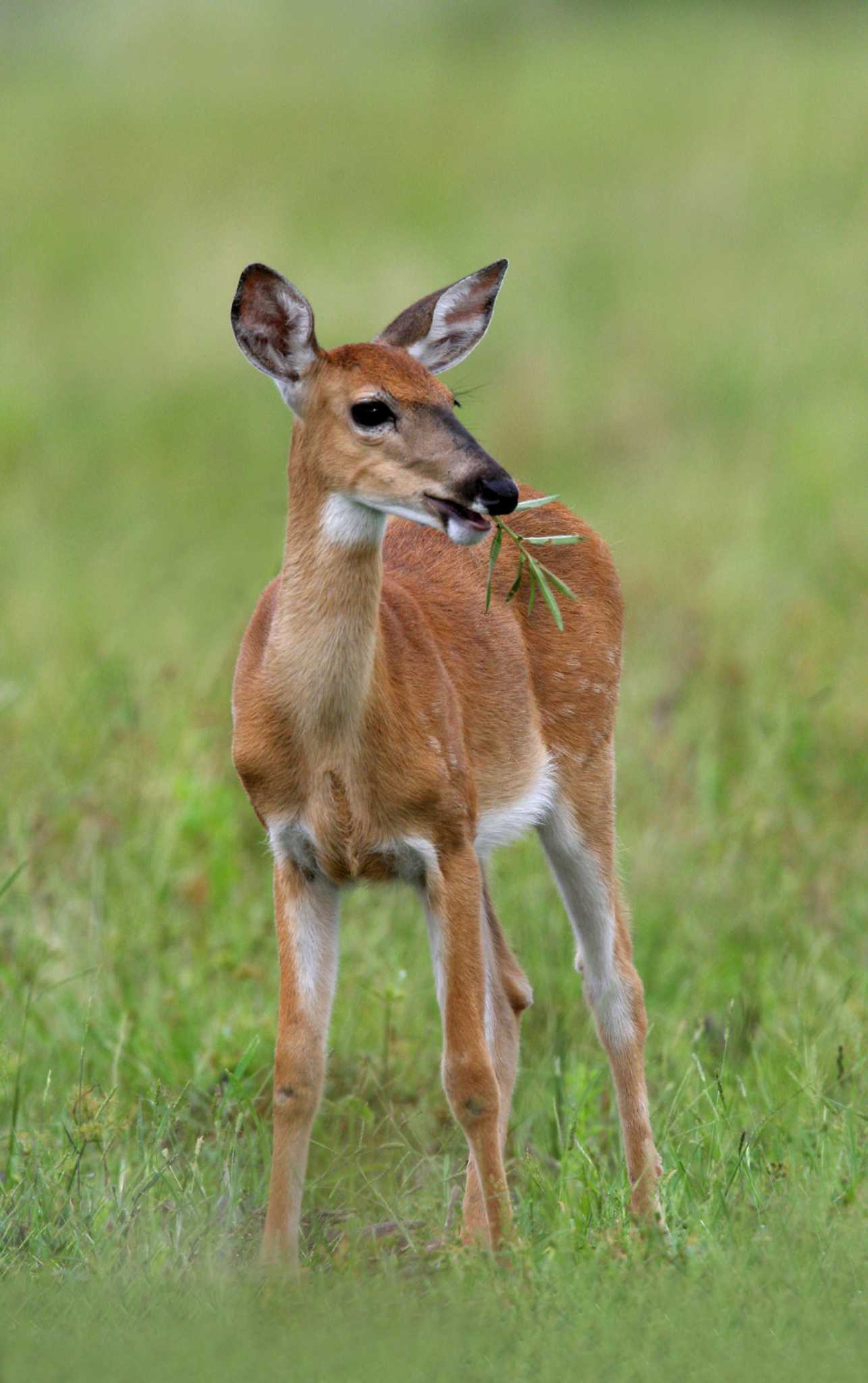 Do Deer Eat Kieffer Pears?