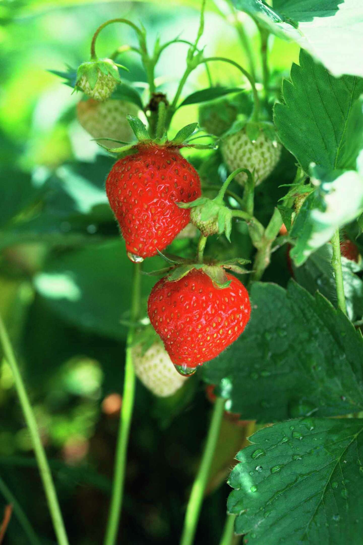How to Identify Strawberry Plants
