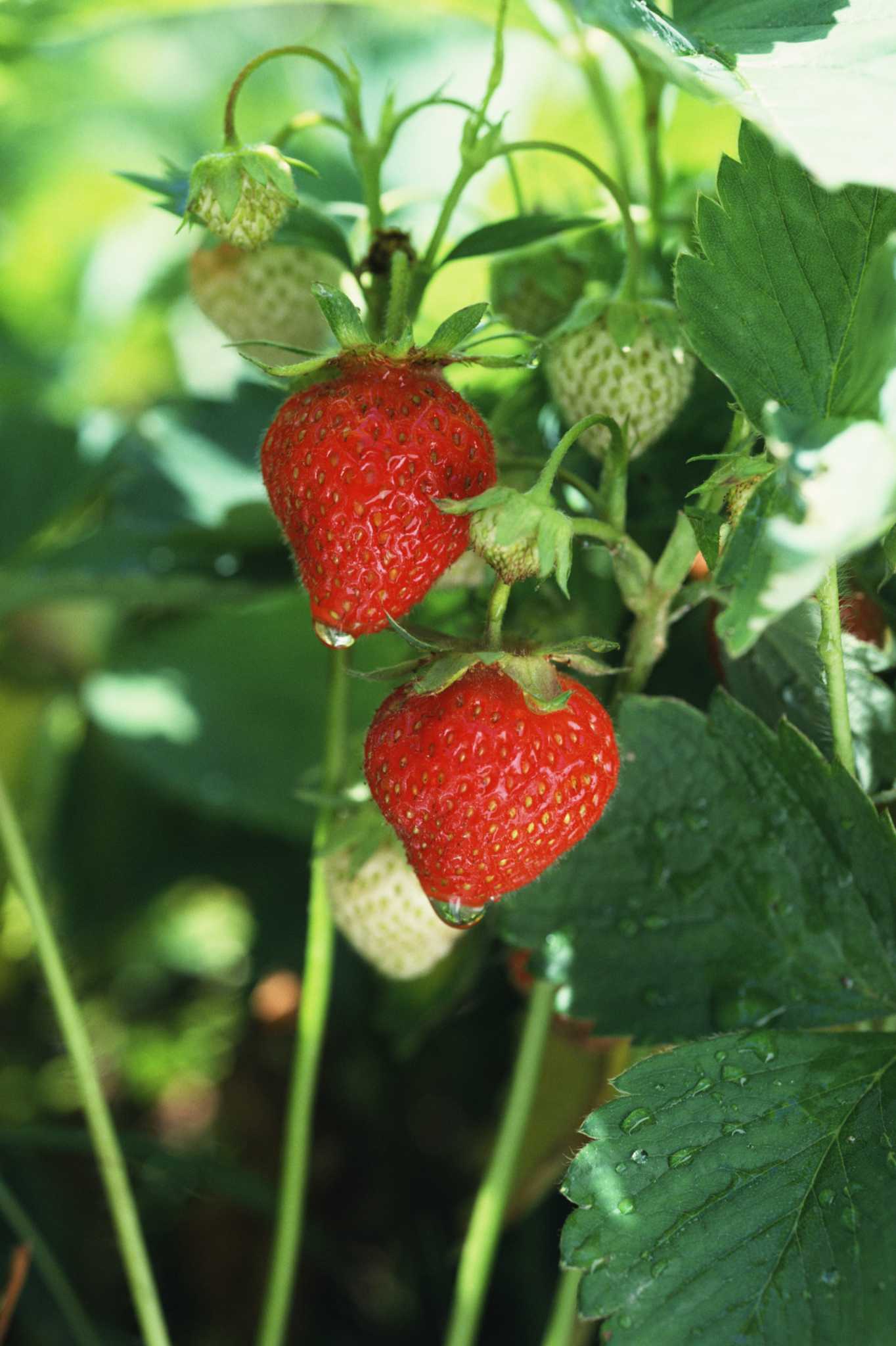 How to Identify Strawberry Plants