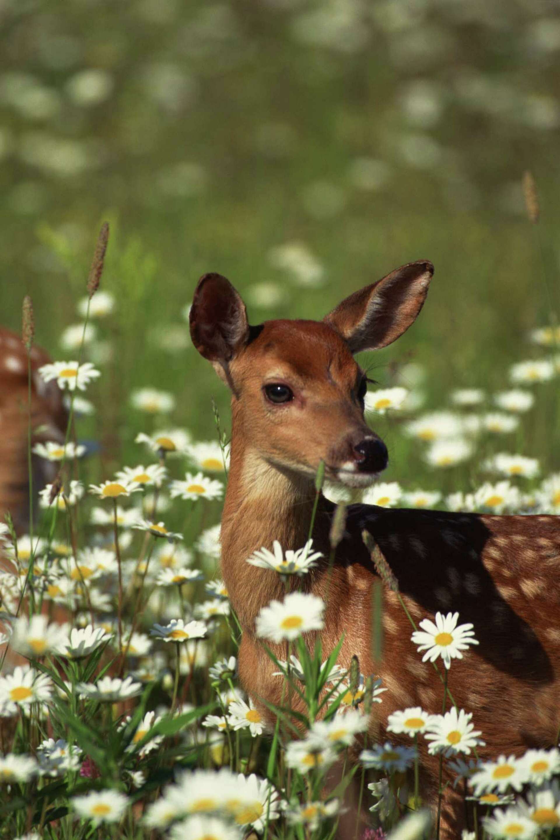 Do Deer Like to Eat Blueberry Bushes?