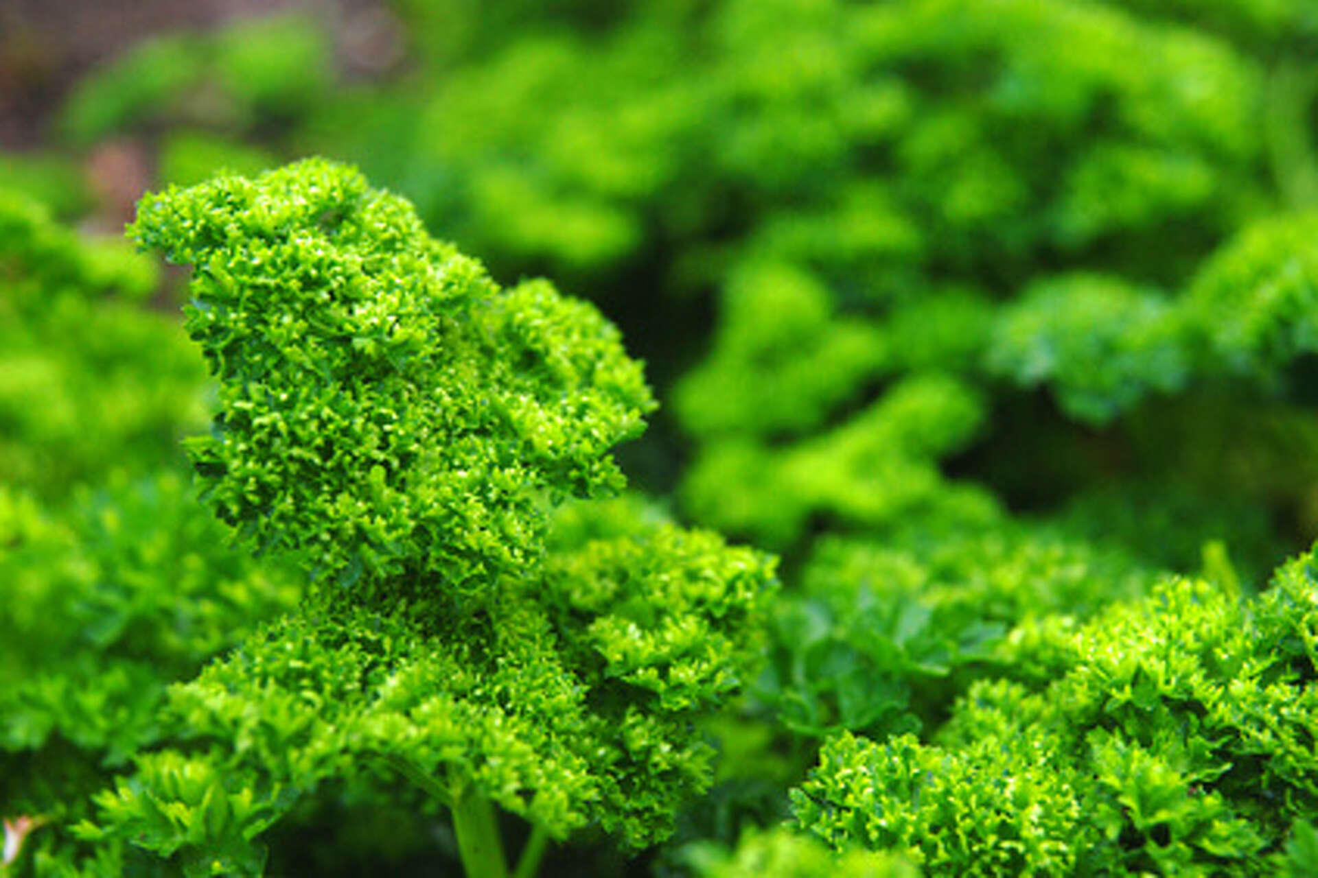 What is Parsley Herb Good for Nutritionally?