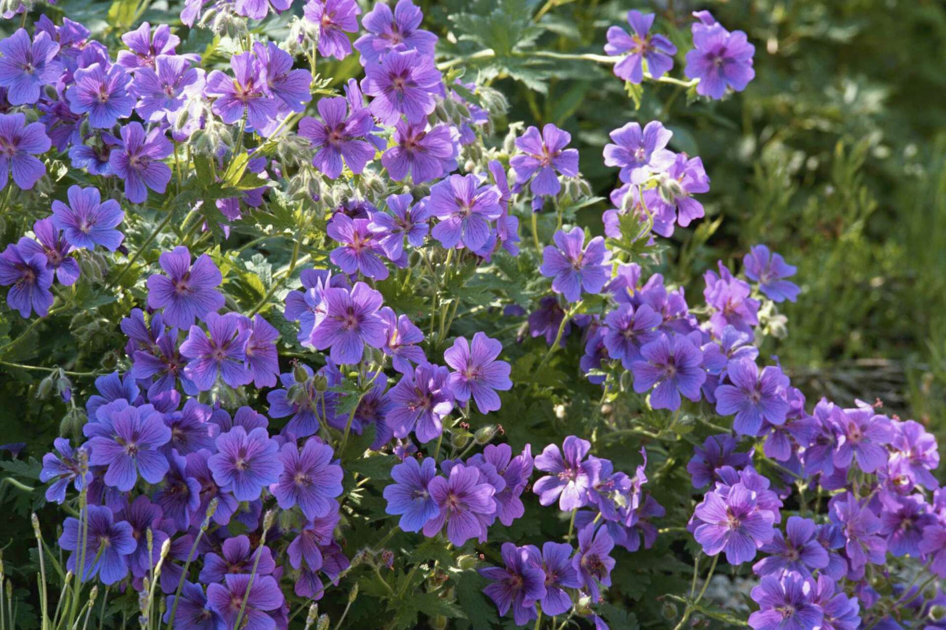 Deer Resistance of Geranium Rozanne