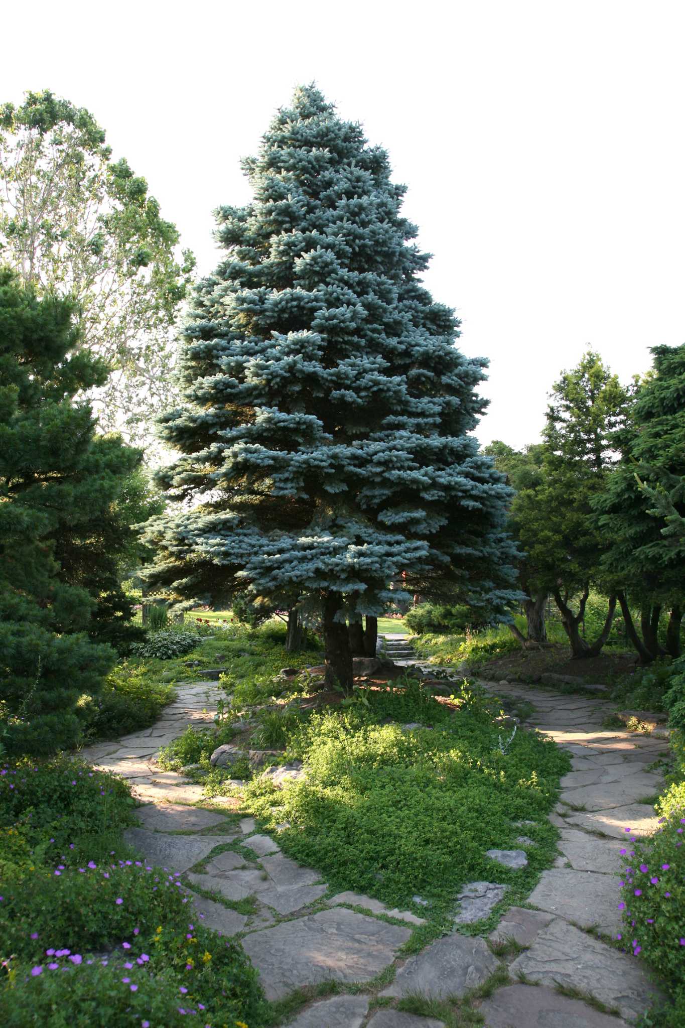 Deer-resistant & Shade-tolerant Spruce Trees