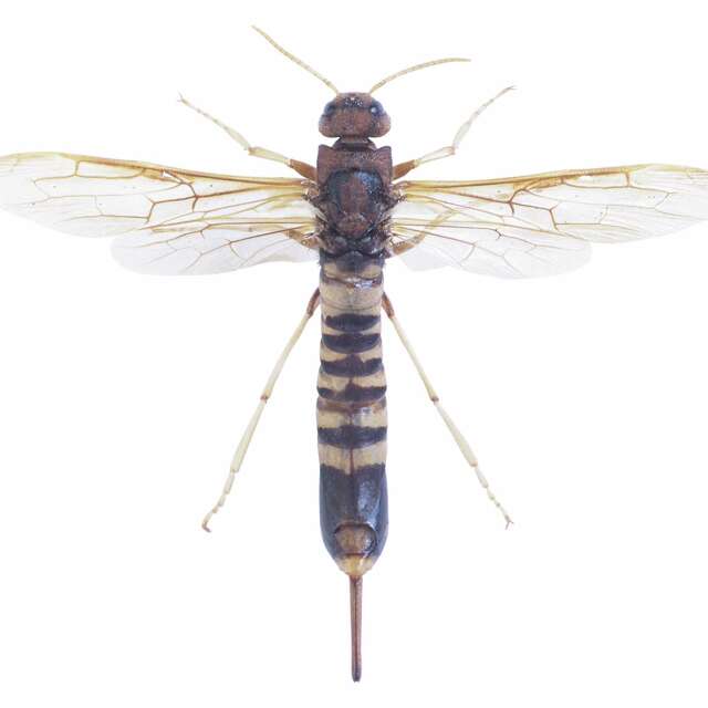 How to Delouse a Closet