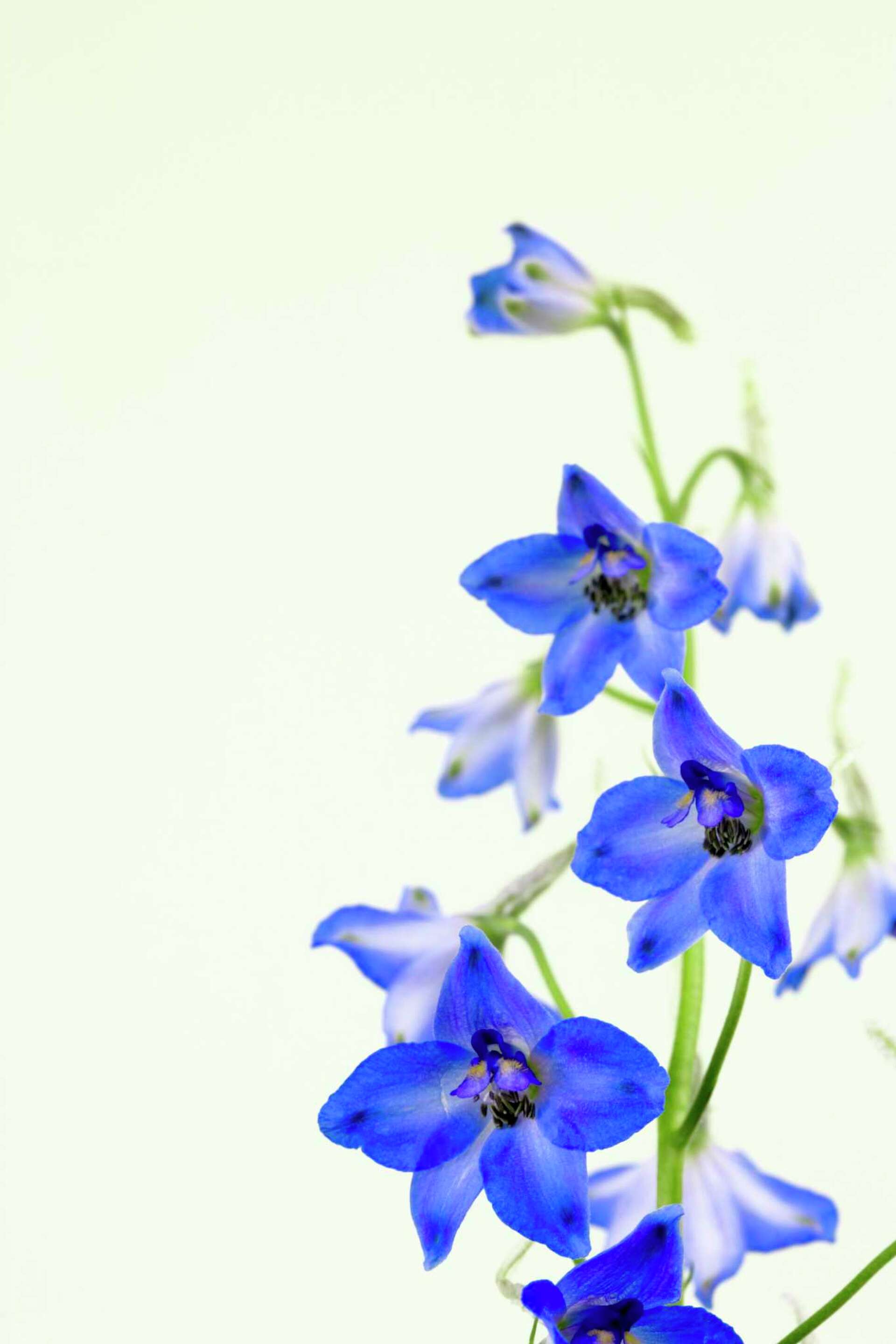 Facts About Belladonna Delphinium
