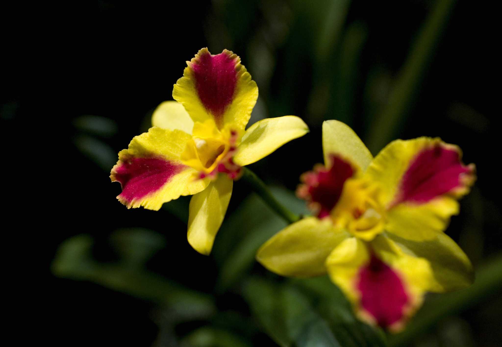 Disease With Mottling on Dendrobium Orchid Leaves