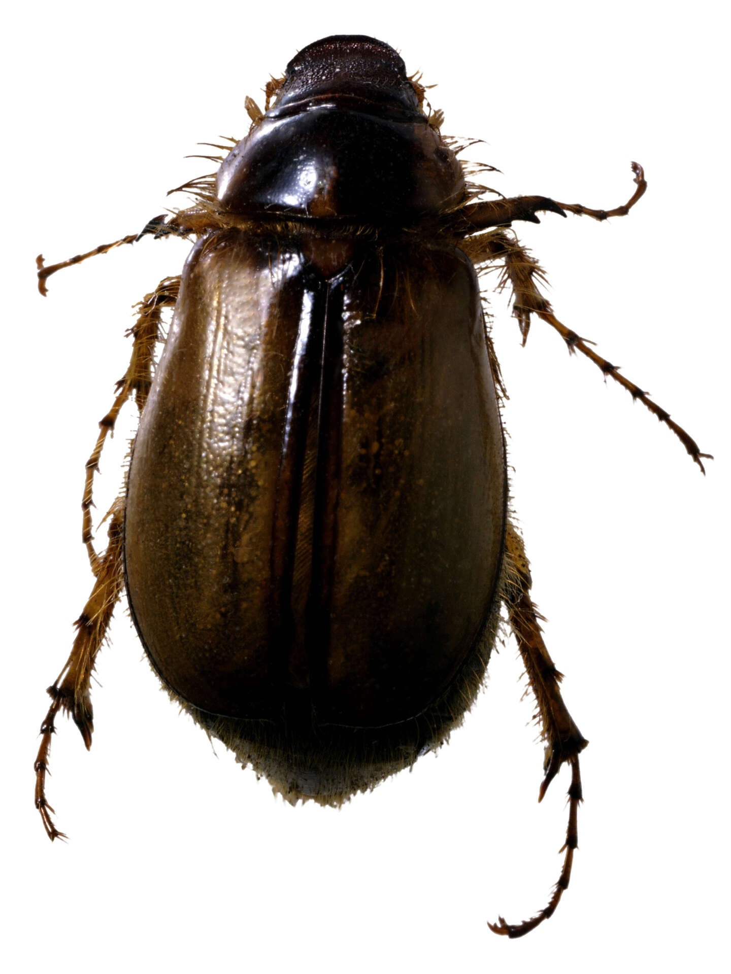 The Depth of Grub Worms