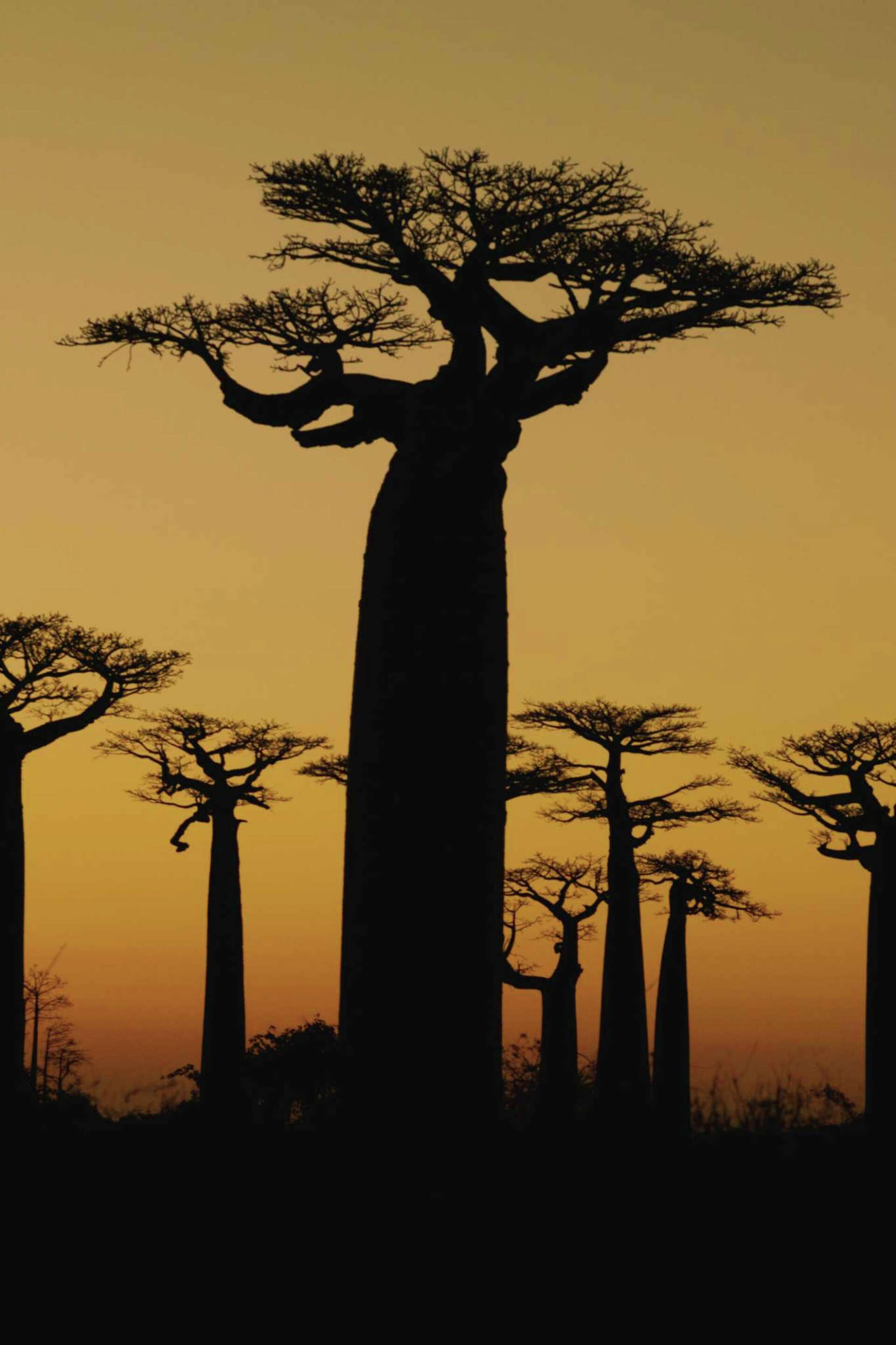 A Description of the Flowers of the Baobab Tree and How They Are Pollinated
