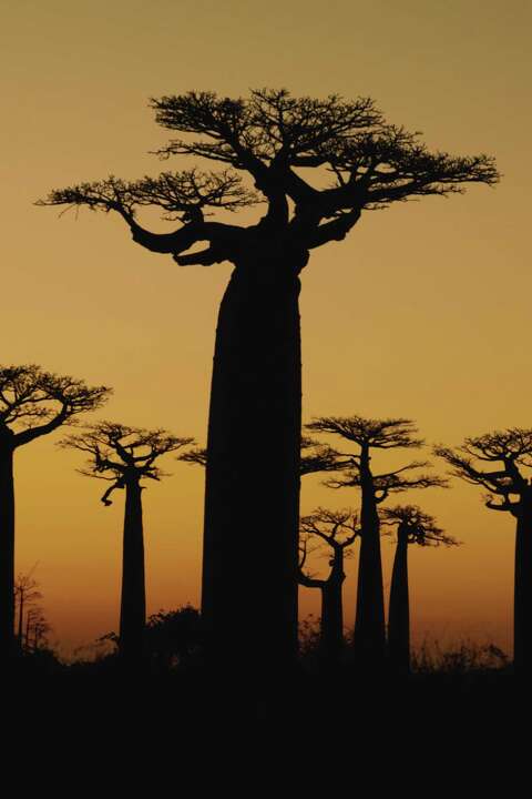 A Description of the Flowers of the Baobab Tree and How They Are Pollinated
