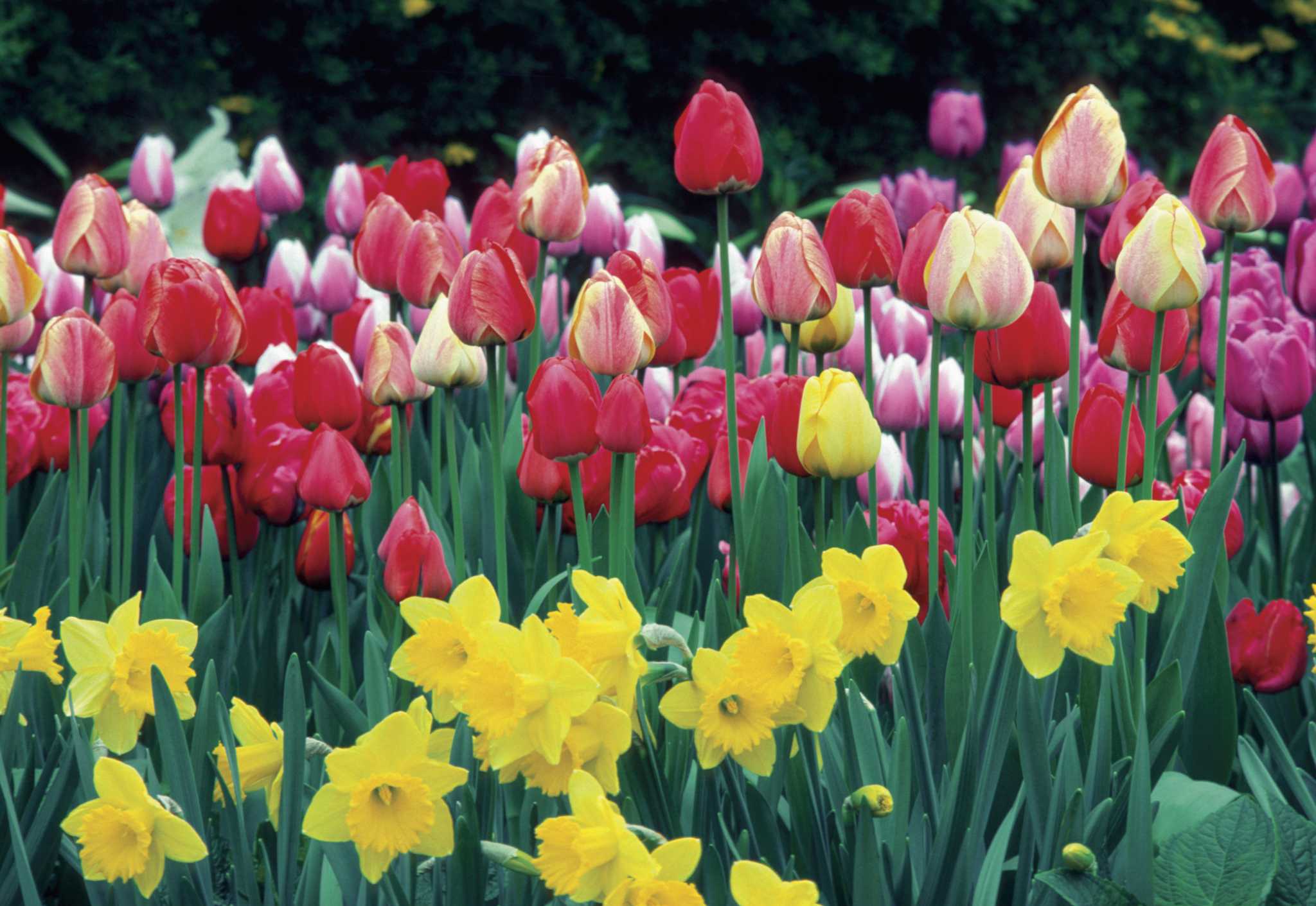 Spring Flower Facts & the Parts of Flowers