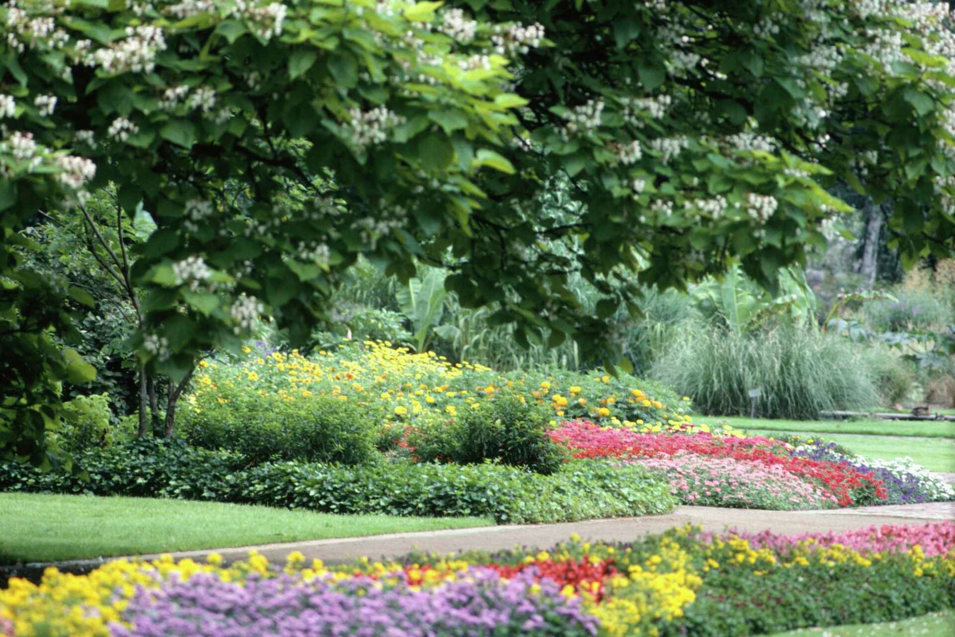 How to Kill a Bush That Keeps Growing Back