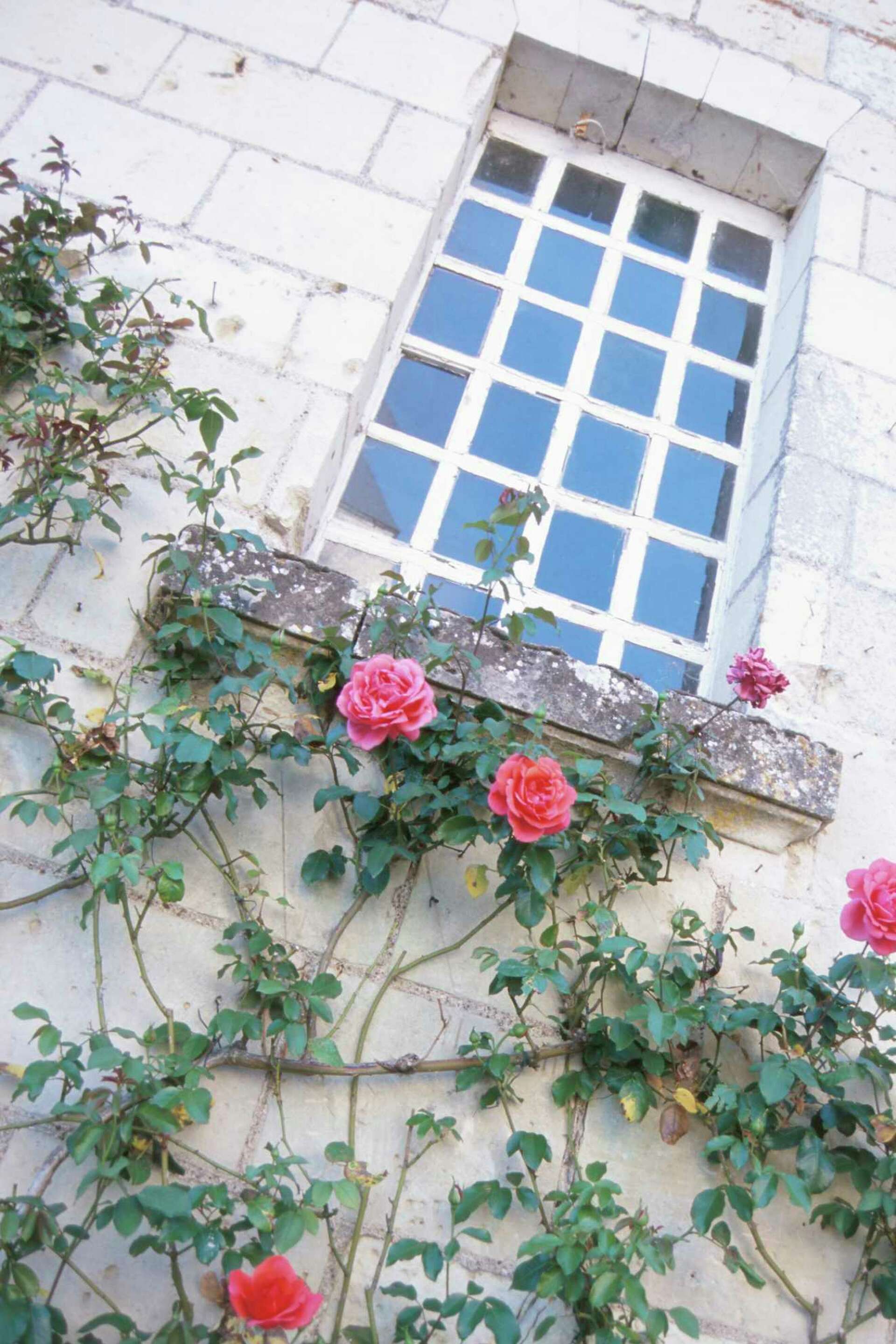 How Do I Espalier Roses?