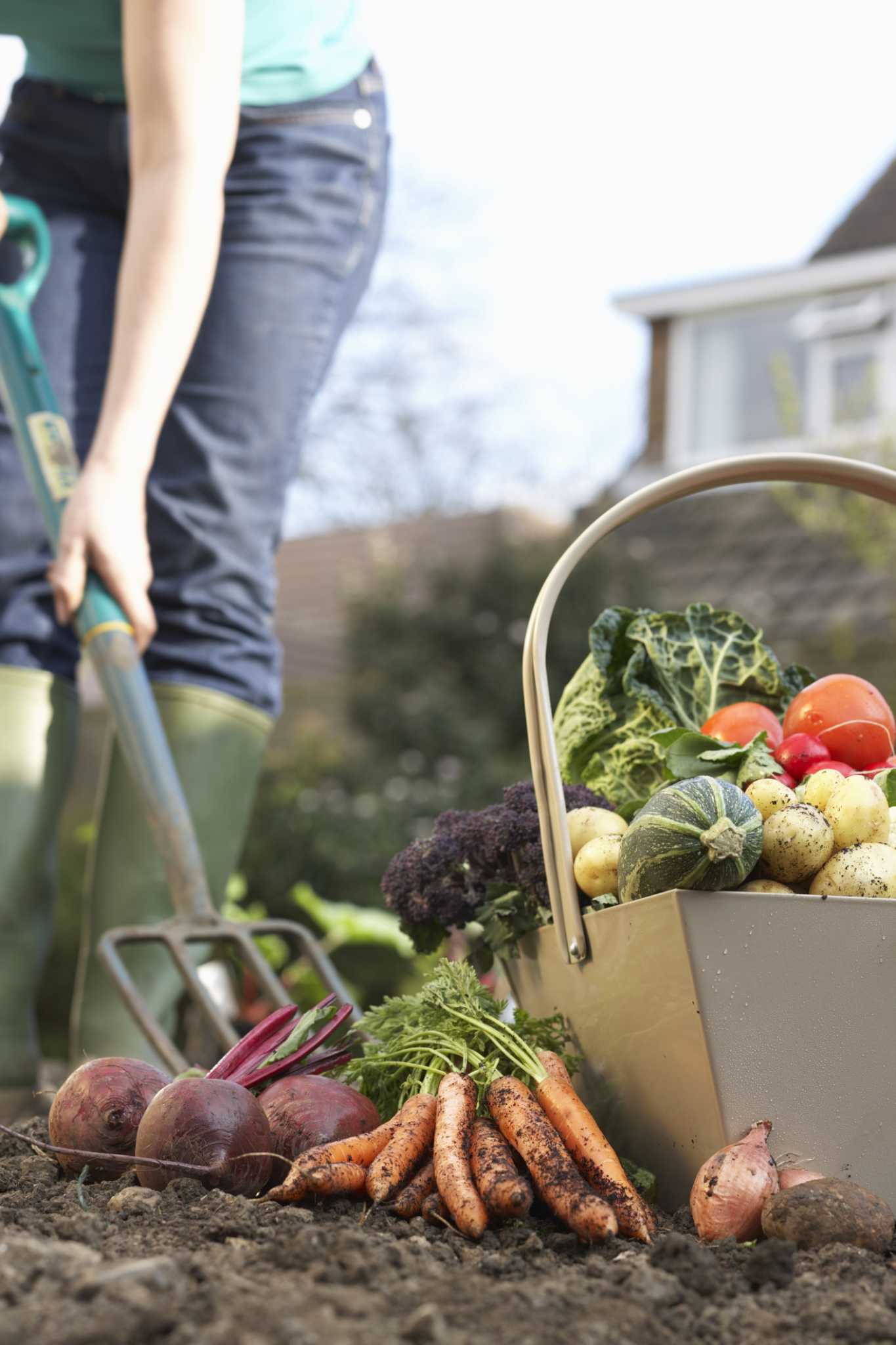 How to Destroy Fungus in Soil