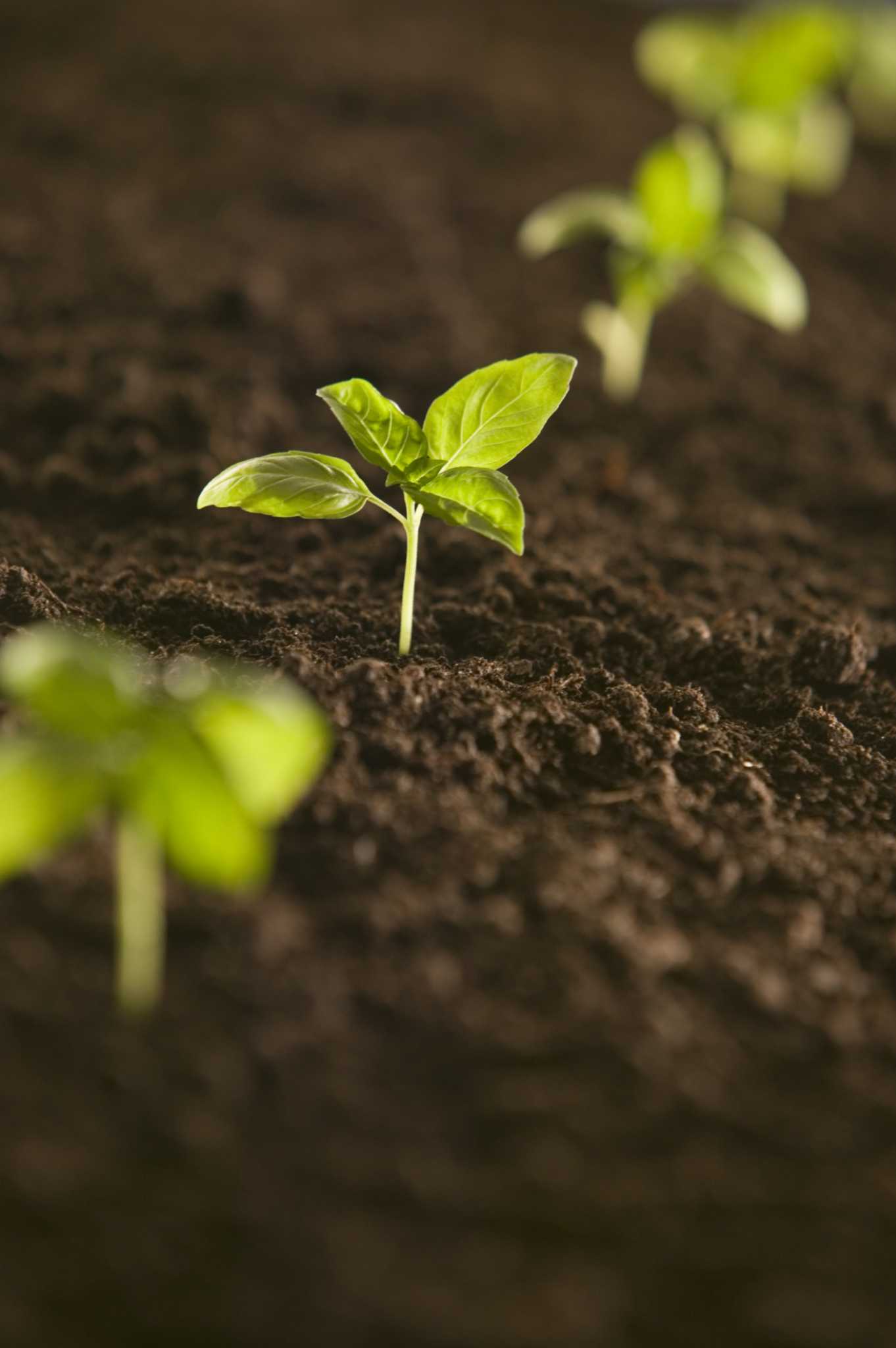 How To Determine The PH Of Garden Soil how-to-determine-the-ph-of-garden-soil