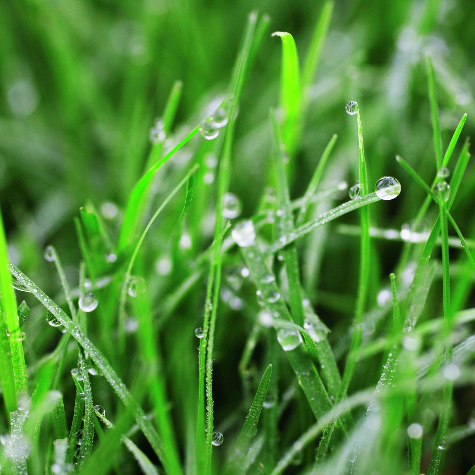 Why Is Grass Wet in the Early Morning?