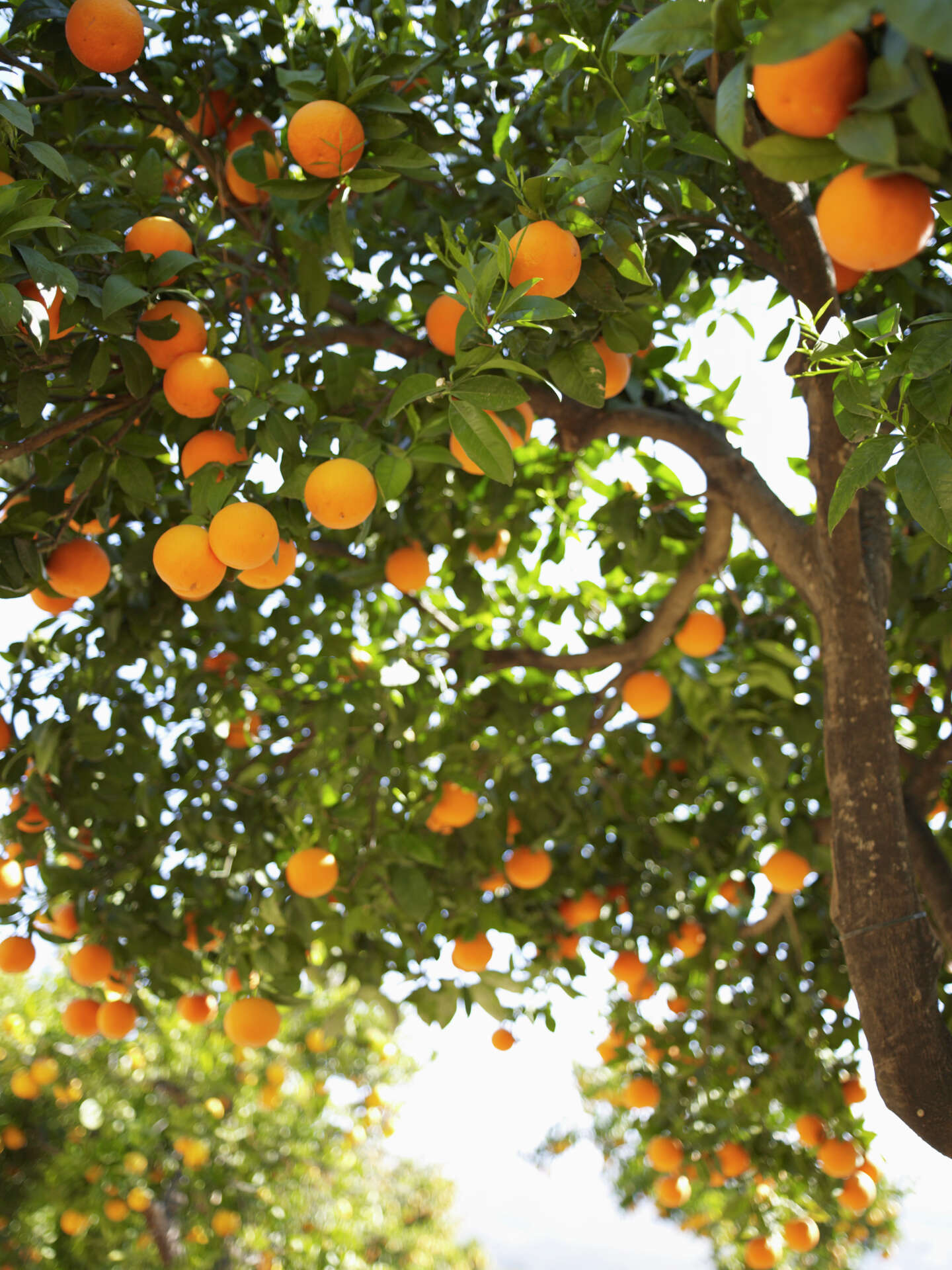 When Do Orange Trees Get Oranges?