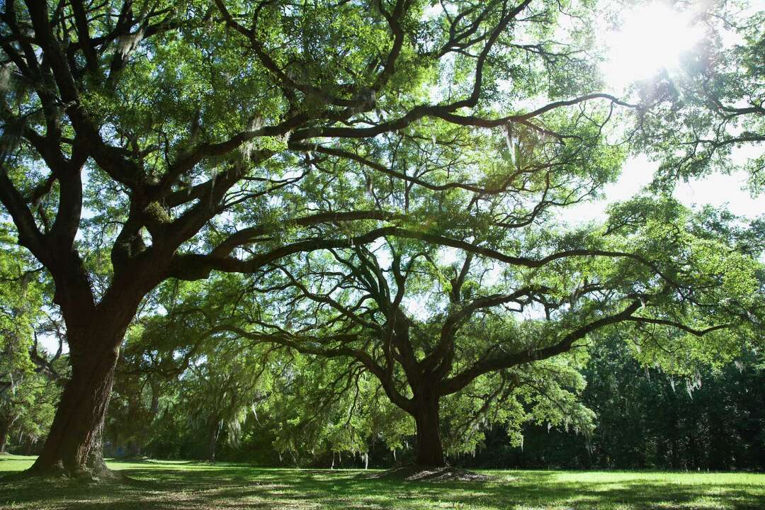 Trees That Grow Well in Areas With Oak Trees
